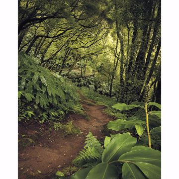 Woods Wall Murals | Forest Wall Murals | Murals of the Woods